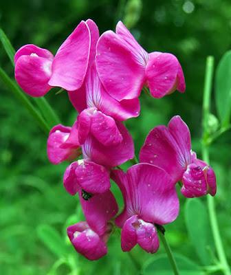 Gesse tubéreuse (Lathyrus tuberosus) | À Découvrir