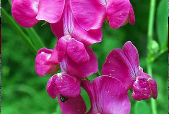 Gesse tubéreuse (Lathyrus tuberosus) | À Découvrir