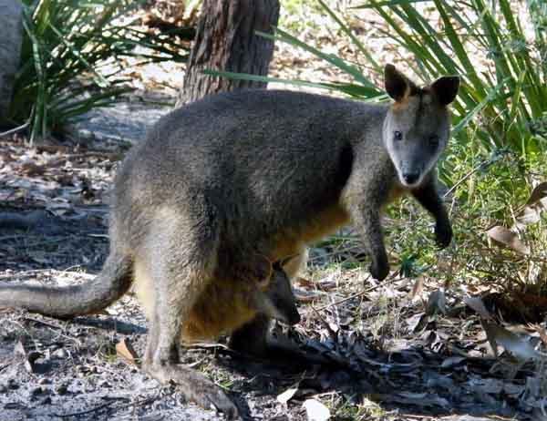 Wallaby - JungleKey.fr Image