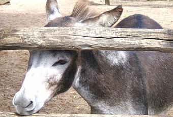 Le zoo d'amneville, en lorraine (57), pres de metz | À Découvrir