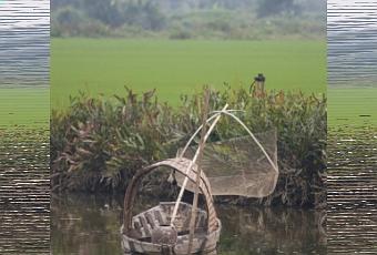 Découvrez en images Danionella dracula, le "poisson vampire" | À Découvrir