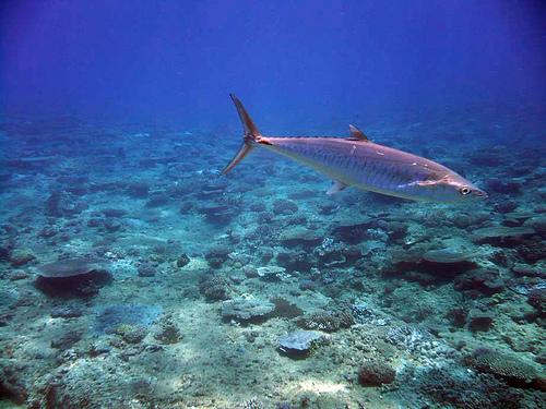 tasar | WordReference Forums