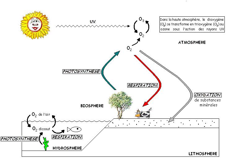 Quelques cycles biogéochimiques | À Découvrir Quelques cycles biogéochimiques | À Découvrir