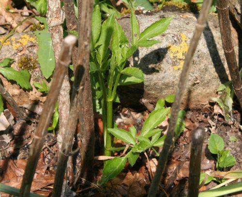 Sambucus hookeri, renaissance | À Voir