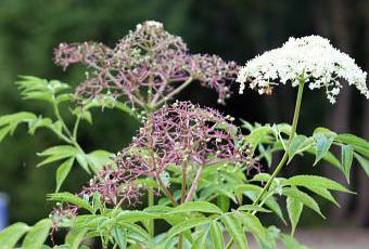 Sambucus hookeri, renaissance | À Voir