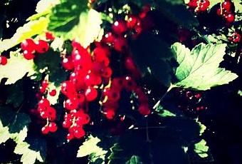 Revisiter ses classiques! ~~Les gadelles~~ - À Lire