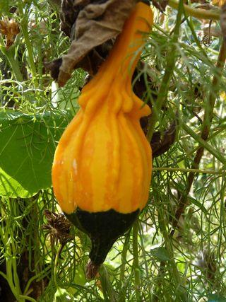 Les Coloquintes arrivent chez votre fleuriste | À Découvrir