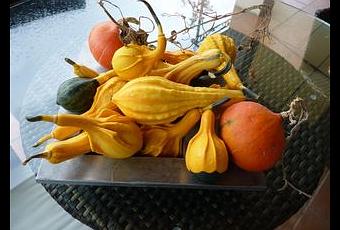 Les Coloquintes arrivent chez votre fleuriste | À Découvrir