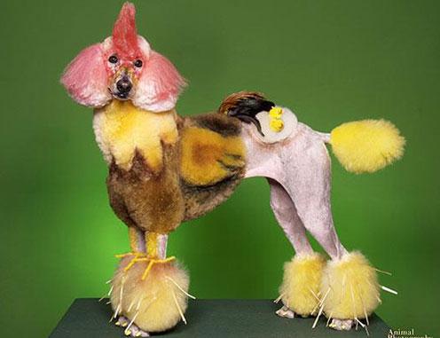 Coiffures bizarres d’un chien : Photos - Paperblog