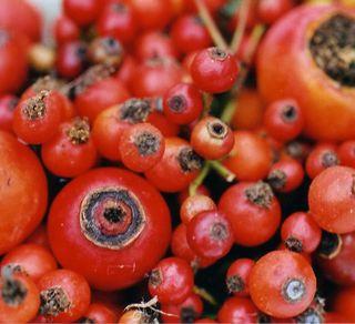 Les cynorrhodons ou cynorhodons - À Lire