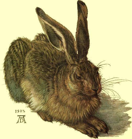 Albrecht Durer- The Young Hare -Repinned by Totetude.com | Animal art ...