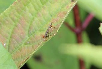 Mouche-scorpion, enfin un mec - Paperblog