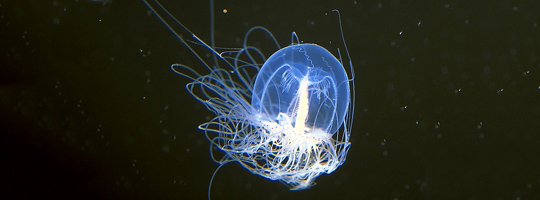 La turritopsis nutricula (meduse) est biologiquement immortelle ...