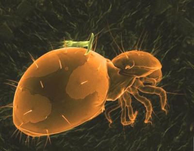 Les acariens ne supportent pas l'altitude | À Découvrir