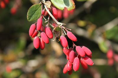 Fruits sauvages rouges | À Voir