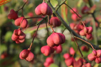 Fruits sauvages rouges | À Voir