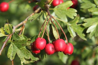 Fruits sauvages rouges | À Voir
