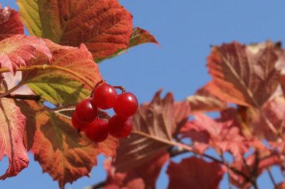 Fruits sauvages rouges | À Voir
