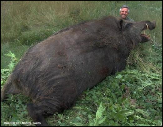 Sus scrofa Attila – Le Sanglier Géant - Paperblog