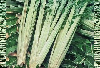 le cardon, légume d’antan de nouveau au gout du jour | À Découvrir