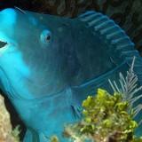 Le Poisson Perroquet Bleu | À Voir