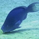 Le Poisson Perroquet Bleu | À Voir