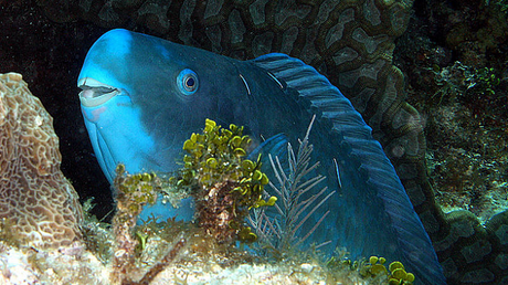 Le Poisson Perroquet Bleu | À Voir