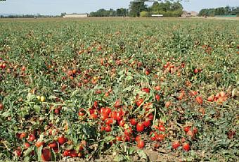 Agriculture : 3.000 hectares pour la tomate industrielle à Guelma | À Voir