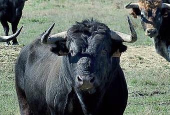 Le nouveau numero de toros | À Voir