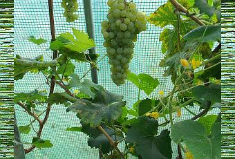 La vigne au jardin | À Découvrir