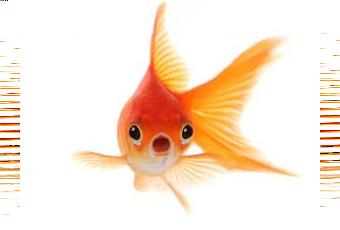 La civilisation des poissons rouges - Paperblog