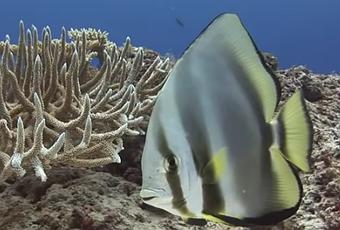 Un magnifique documentaire sous-marin : le jardin de Dakuwaka - Paperblog