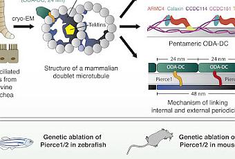 #Cell #motilitéciliaire #cryo-ME Identification protéines de motilité ...