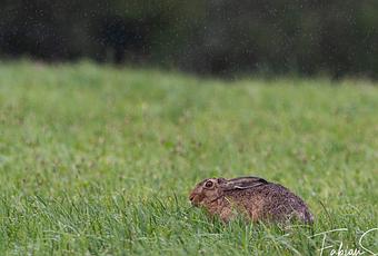 Le lièvre et l’averse | À Découvrir